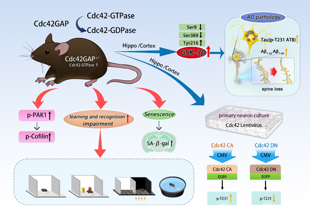 基础医学院张璐、张琳团队在Brain揭示Cdc42通路在 阿尔茨海默病中的调控作用-基础医学院