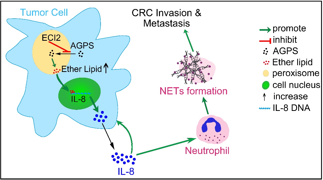 李学农团队揭示脂代谢基因ECI2通过影响肿瘤免疫微环境并抑制结直肠癌侵袭转移的分子机制-南方医科大学