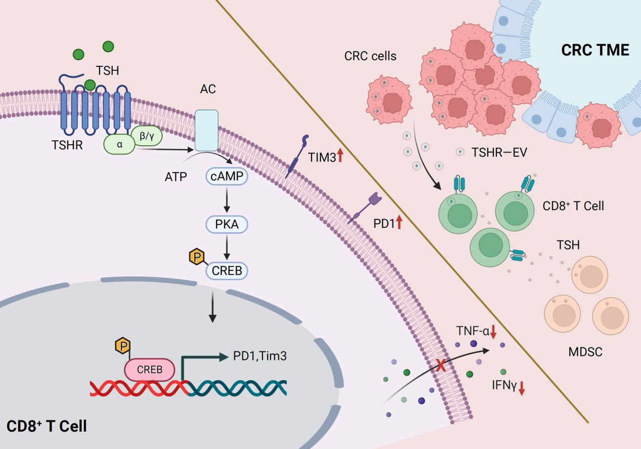 梁莉教授团队揭示TSH/TSHR信号通路促进CD8+ T细胞耗竭和结直肠癌免疫逃逸的分子机制-基础医学院