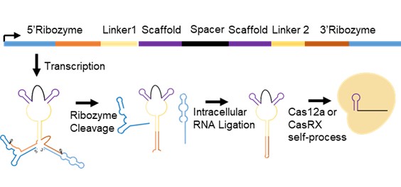 Genome Biology发表我校利用环状gRNA提高CRISPR系统编辑效率的新成果-基础医学院